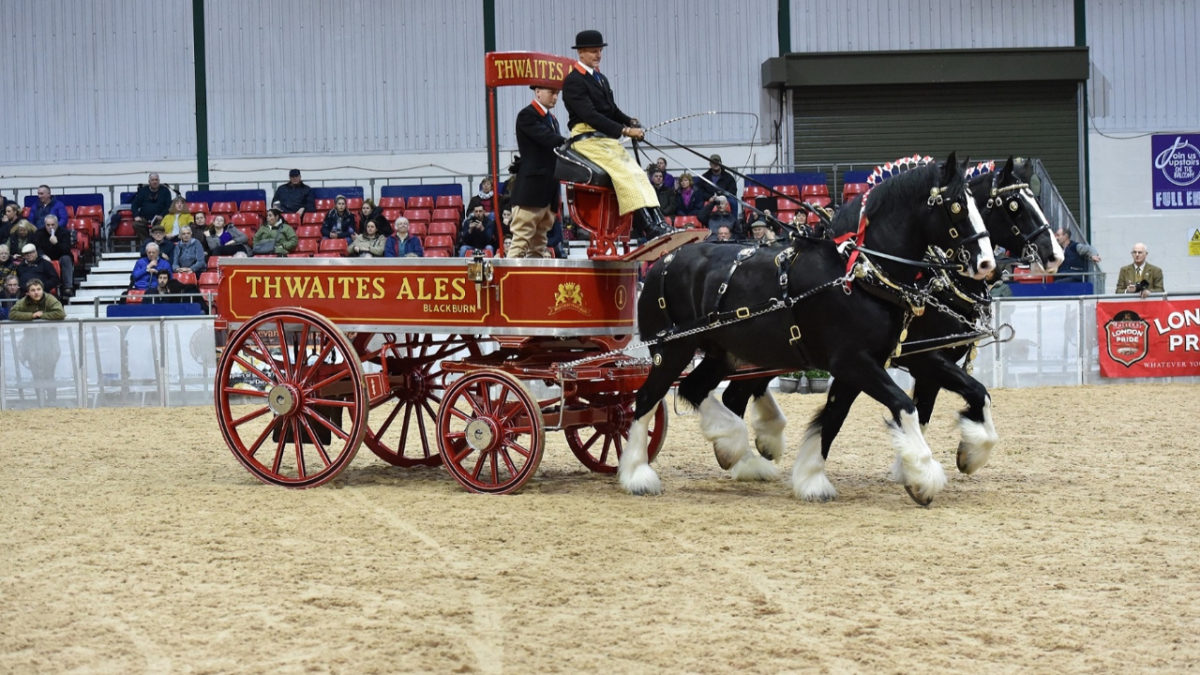 Big News As Shire Horse Show Returns To Staffordshire Showground With ...