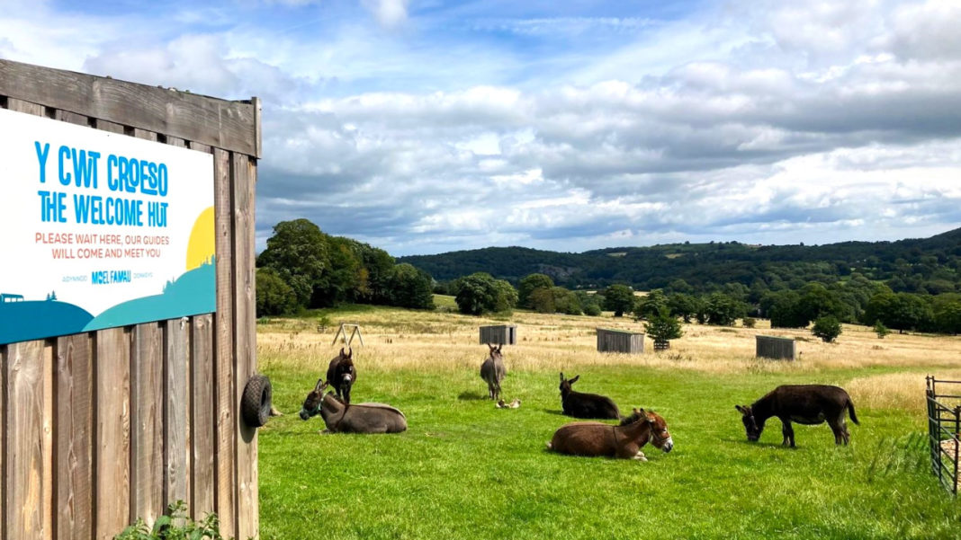 Log cabins, glamping pods and new jobs among plans for donkey ...