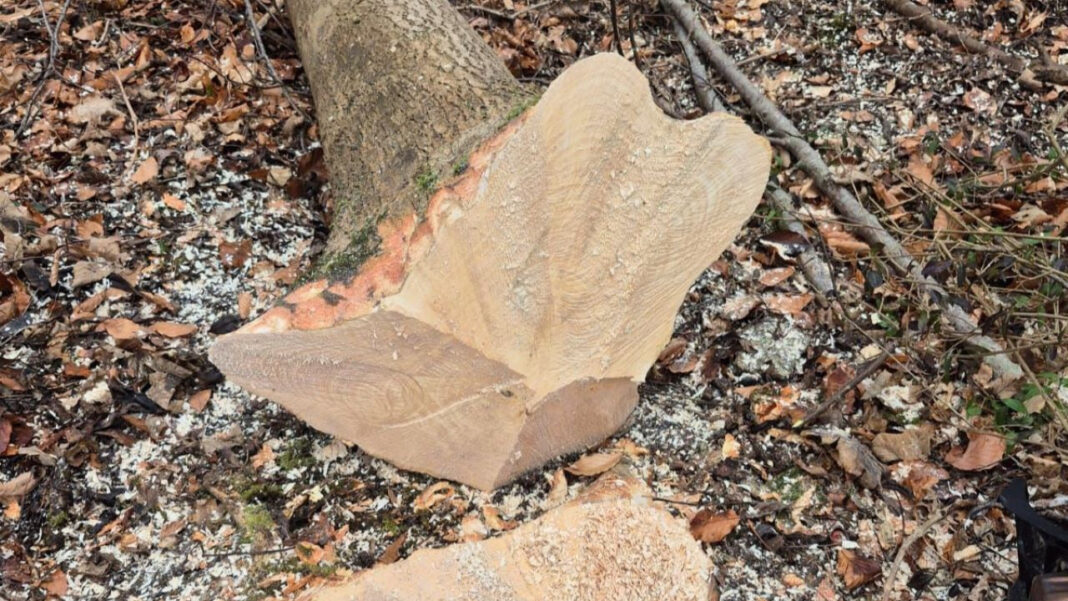 Blenheim Estate branches out to help hurling beat threat of ash dieback ...