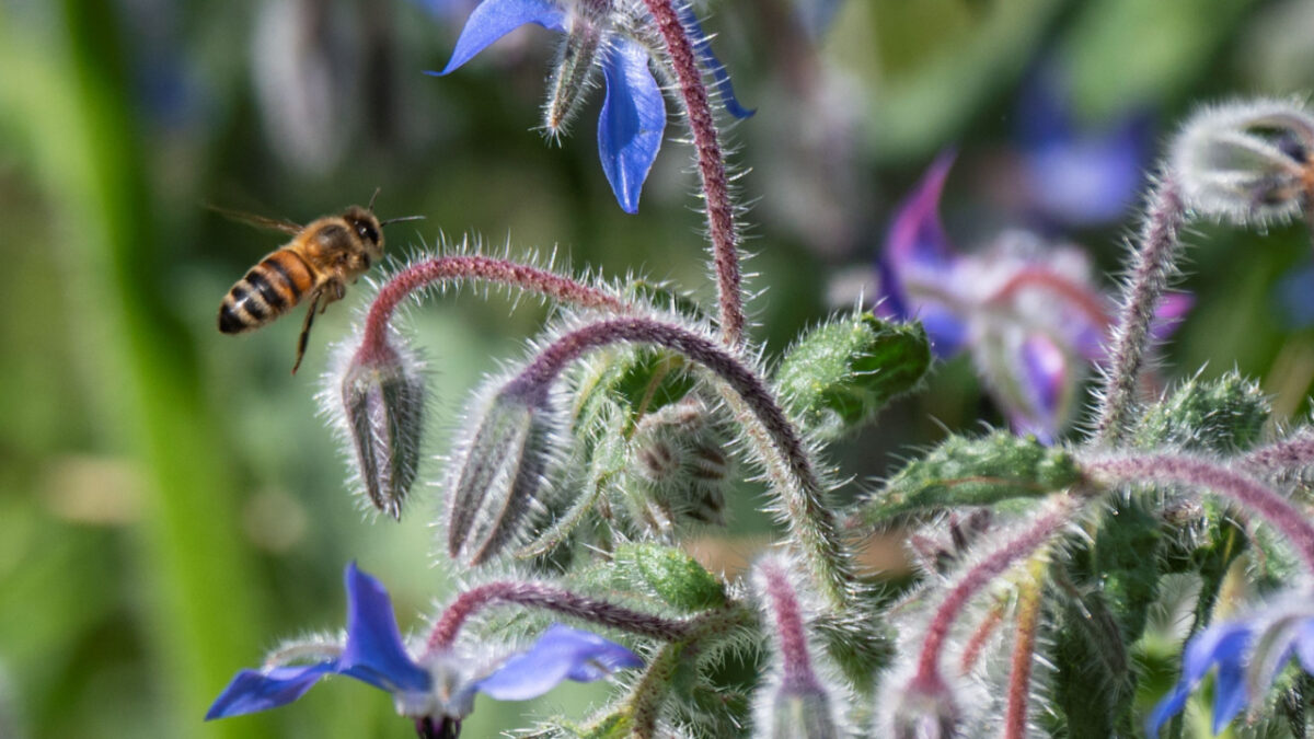 Protecting bee habitats more important than ever, says Blenheim Palace ...