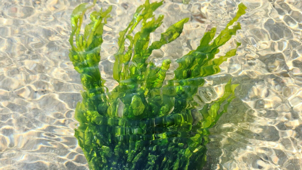 Fighting Prostate Cancer with Seaweed - Business Mondays